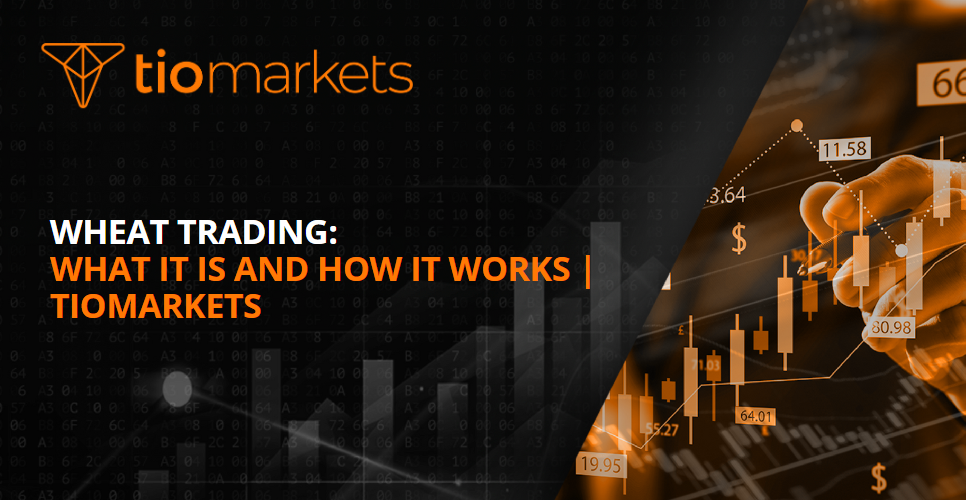 Wheat Trading: What It Is and How It Works | TIOmarkets Wheat Trading: What It Is and How It Works | TIOmarkets
