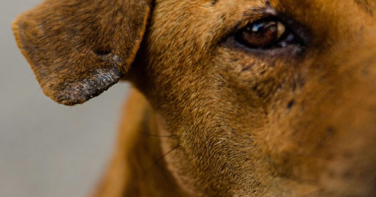 Understanding Rabies: Symptoms, Prevention, and Treatment - CodaPet