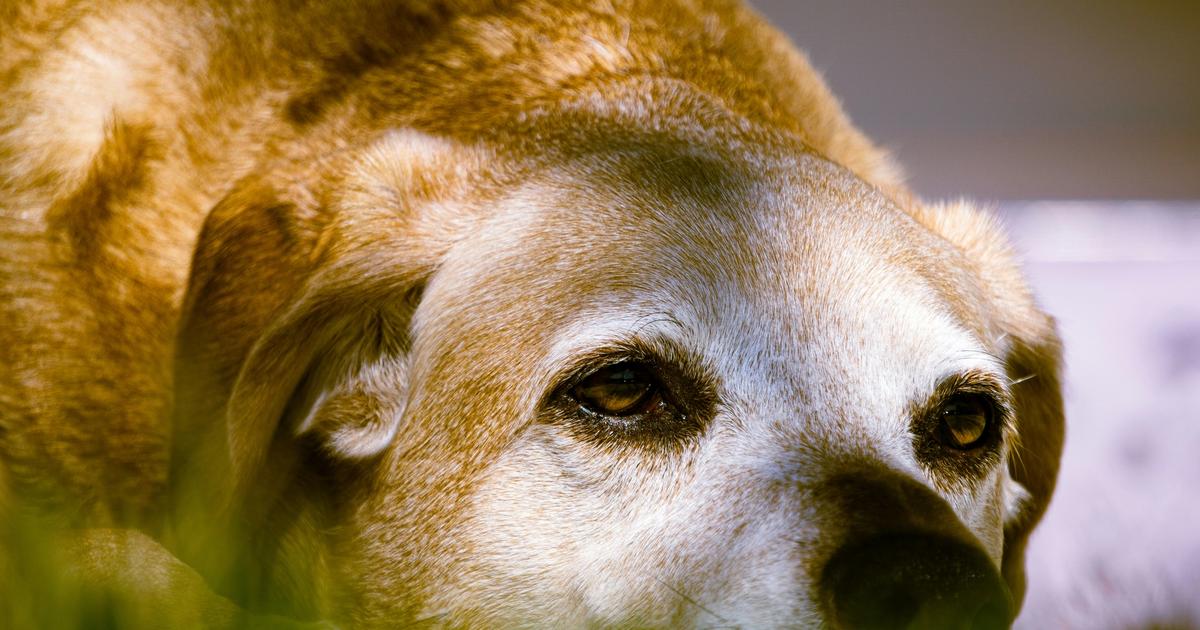 How to Identify a Dog Cancer Lump: Key Signs and What to Do Next - CodaPet