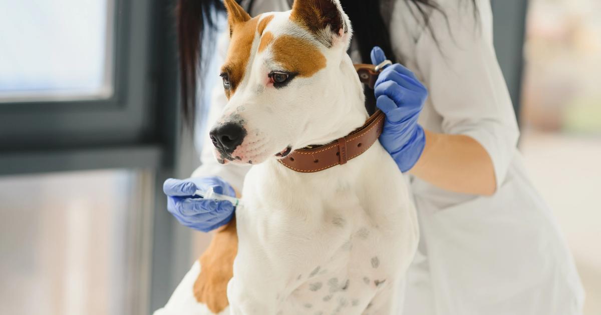 Understanding Mast Cell Tumors in Dogs - CodaPet
