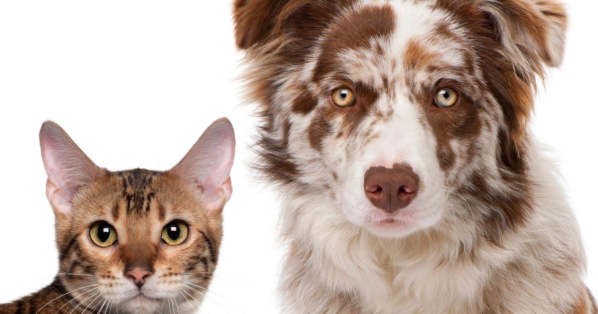 Euthanizing Pets for Non-Medical Reasons: What to Consider - CodaPet