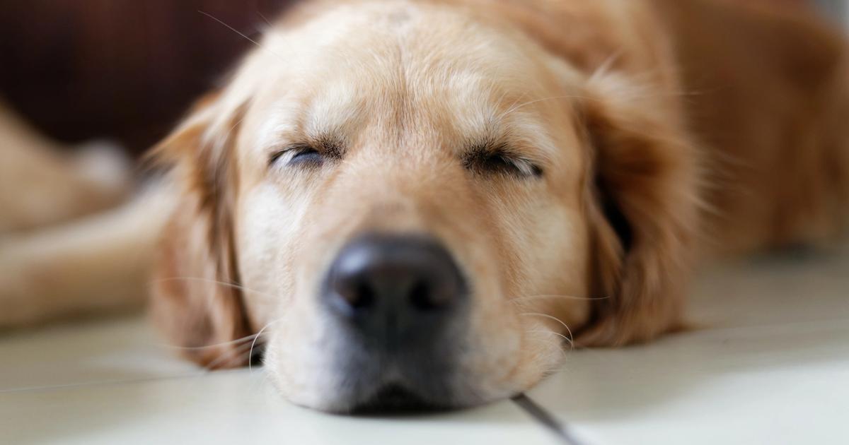 How to Prepare for Dog Euthanasia: A Compassionate Guide for Pet Owners ...