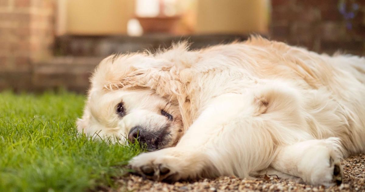 Agonal Breathing in Dogs: Causes and What It Means - CodaPet