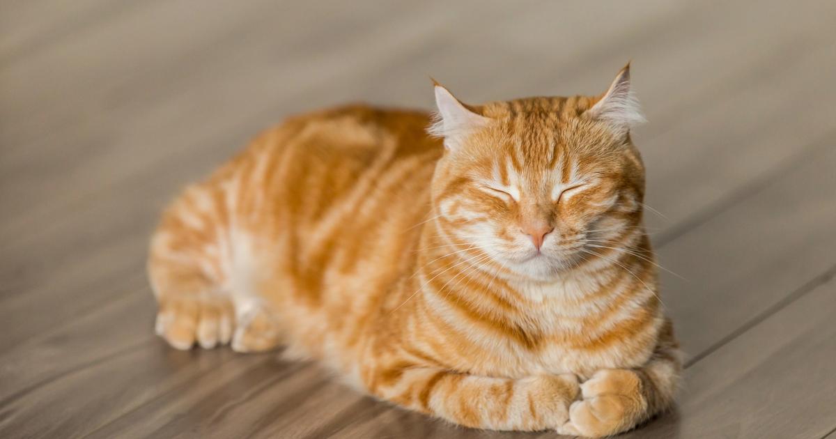Preparing for Cat Euthanasia: A Compassionate Guide - CodaPet