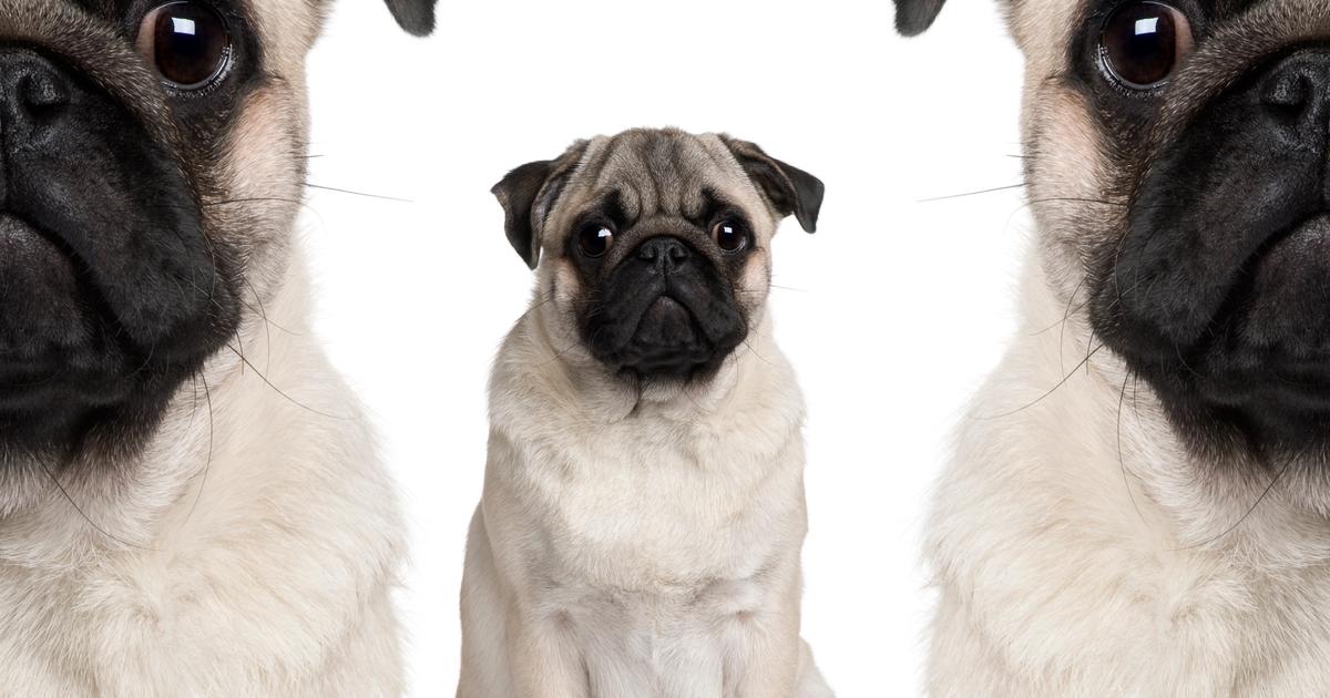 How to Care for a Pug: Lifespan, Health Issues & End-of-Life Support ...