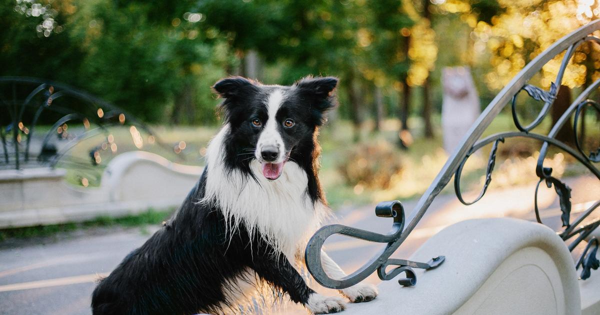 Border Collie Lifespan: How Long They Live and How to Keep Them Healthy ...