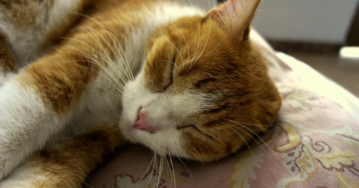 Understanding Cancer in Cats: Key Insights and Care Tips - CodaPet