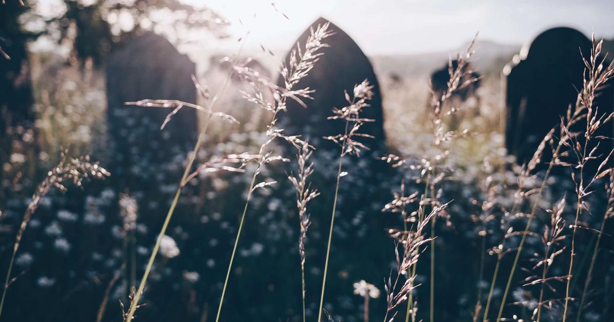 Choosing Burial Options for Your Pet: Private vs. Cemetery - CodaPet