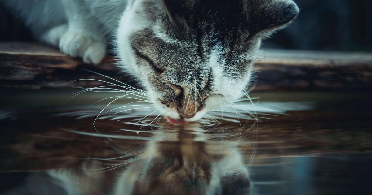 Understanding Kidney Failure in Cats: A Comprehensive Guide - CodaPet