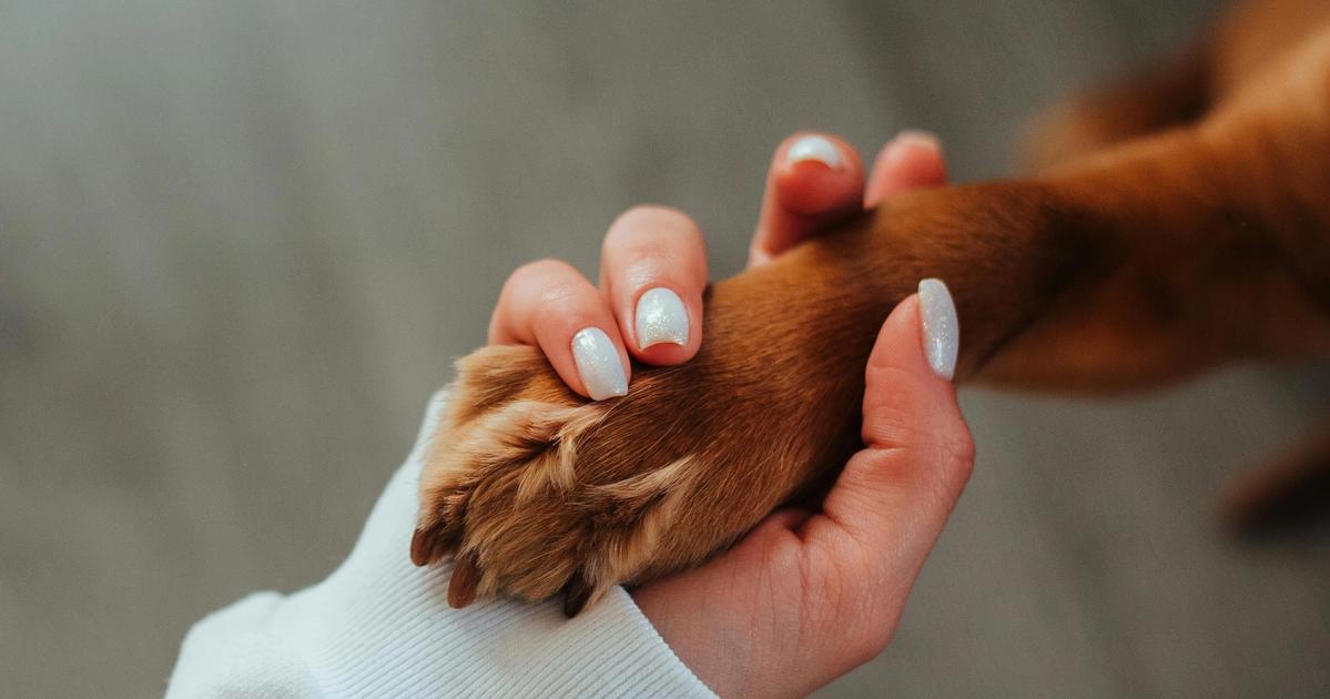 Pet Quality of Life Assessment: Balancing Veterinary Expertise and ...