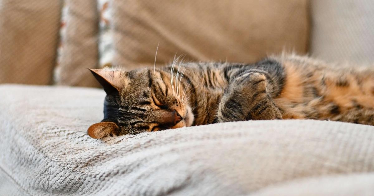 Caring for a Paralyzed Cat: Essential Considerations for Pet Parents ...