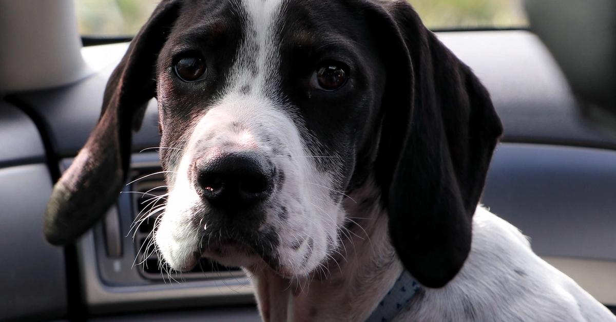 When to Euthanize a Dog with End-Stage Liver Failure - CodaPet