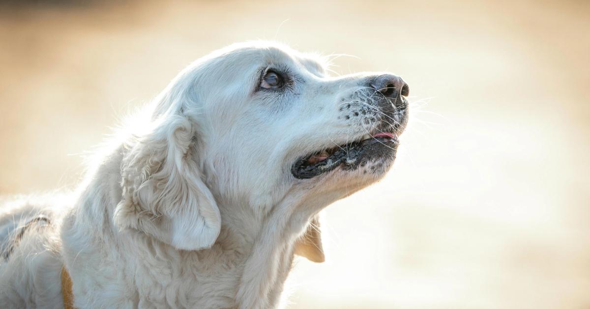 Dog Brain Tumors: Symptoms, Diagnosis, and Treatment Options - CodaPet