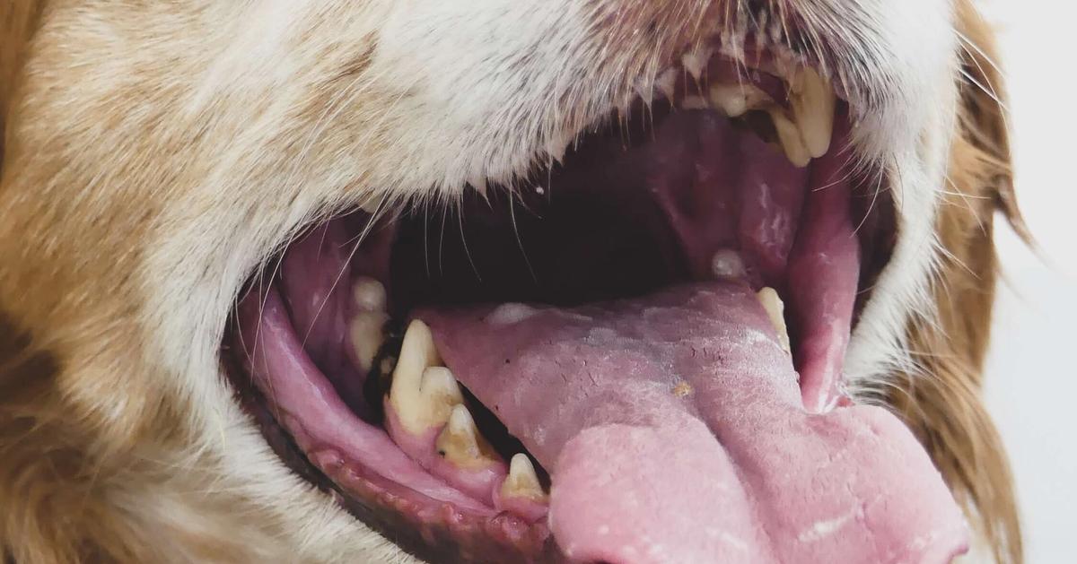 Understanding Oral Tumors in Pets: Types and Signs to Watch For - CodaPet