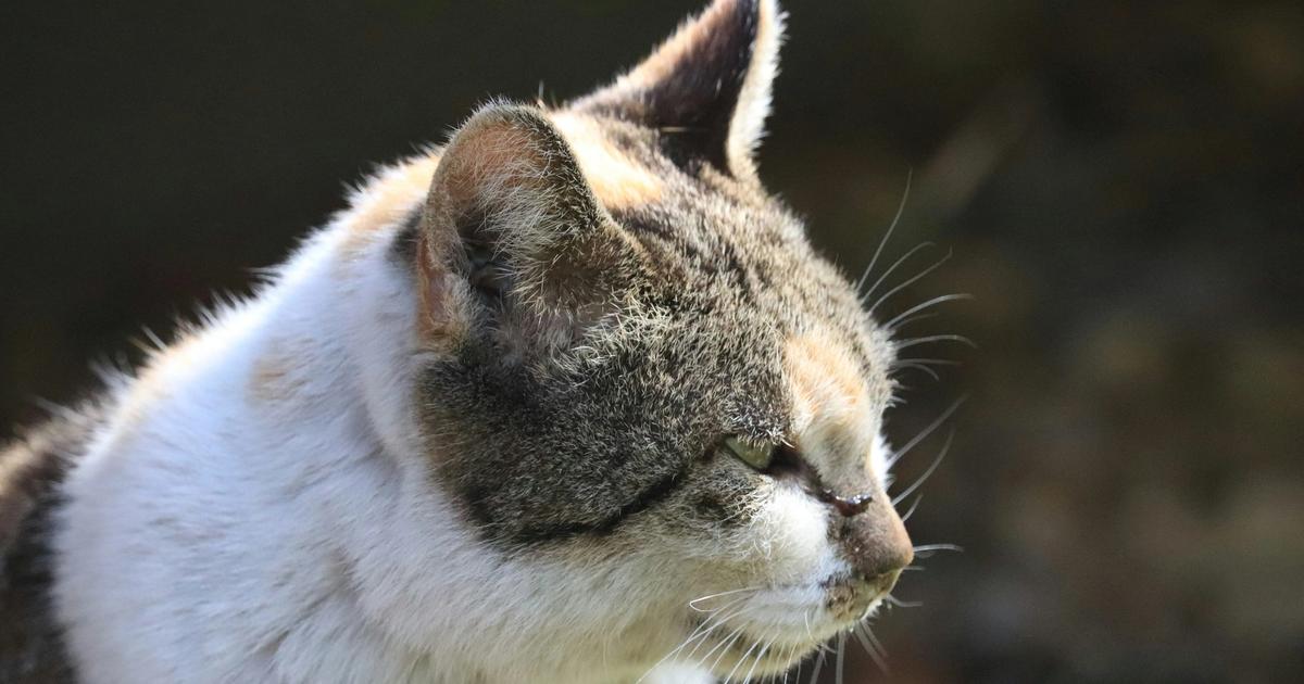 Introduction to Feline Lower Urinary Tract Disease (FLUTD) | CodaPet ...