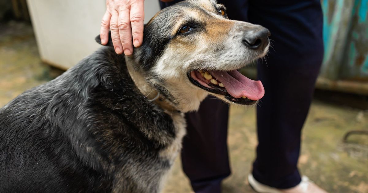 Dog Hospice Care: Comfort, Support & End-of-Life Planning for Pets ...