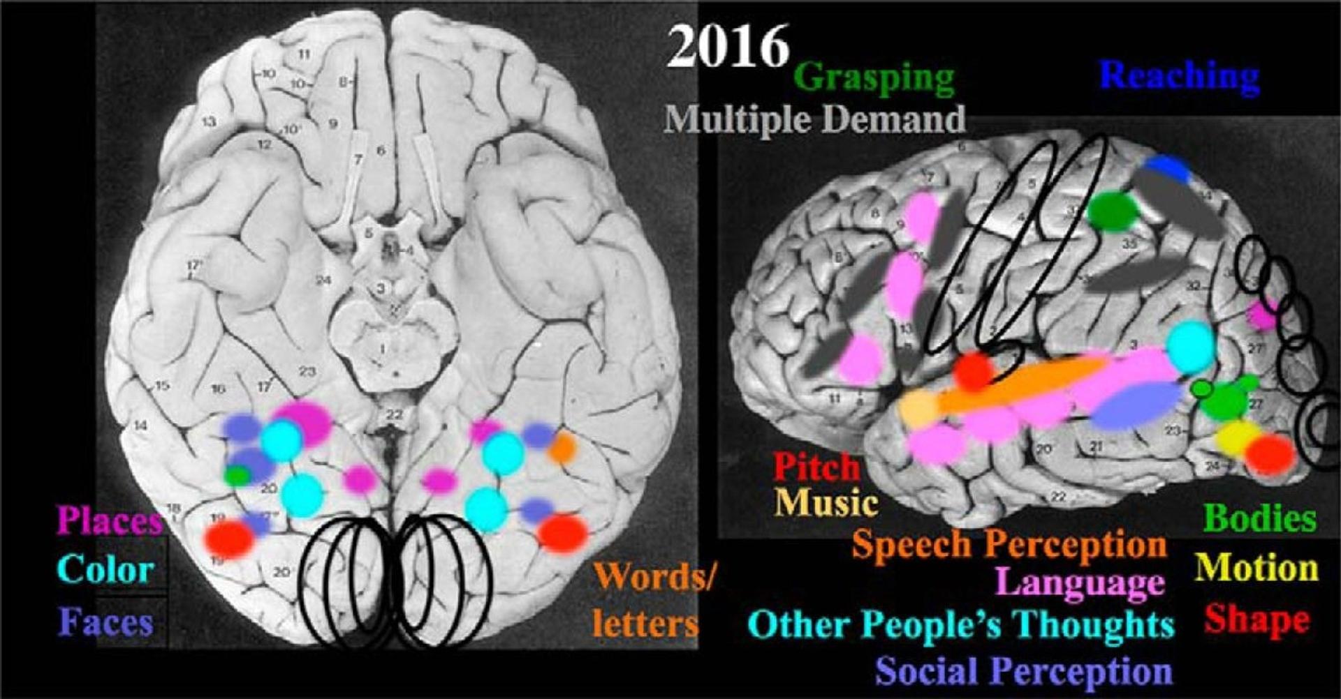 The 2024 Kavli Prize in Neuroscience | The Kavli Prize