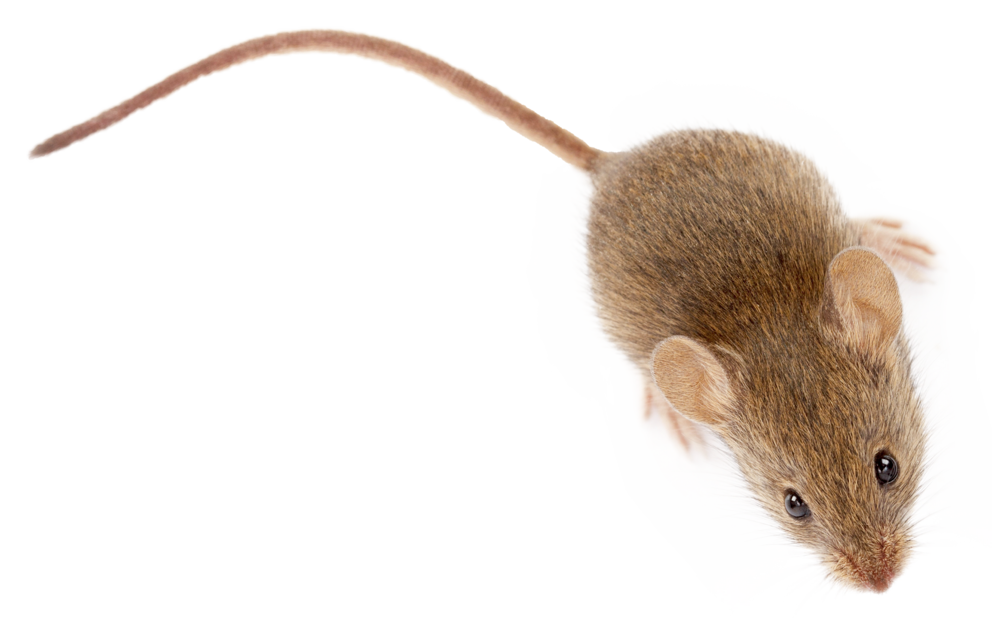 Mice in Your Basement | Adam's Pest Control