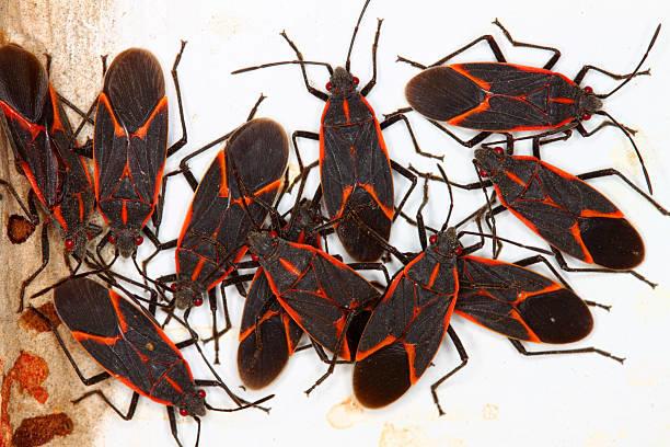 The Boxelder Bug Invasion: | Adam's Pest Control