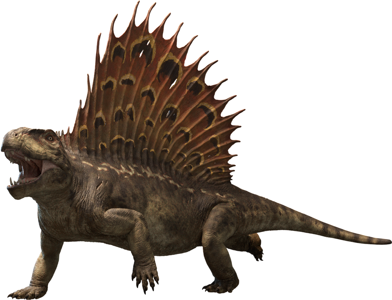 Dimetrodon | #Facts: Dinosaurs