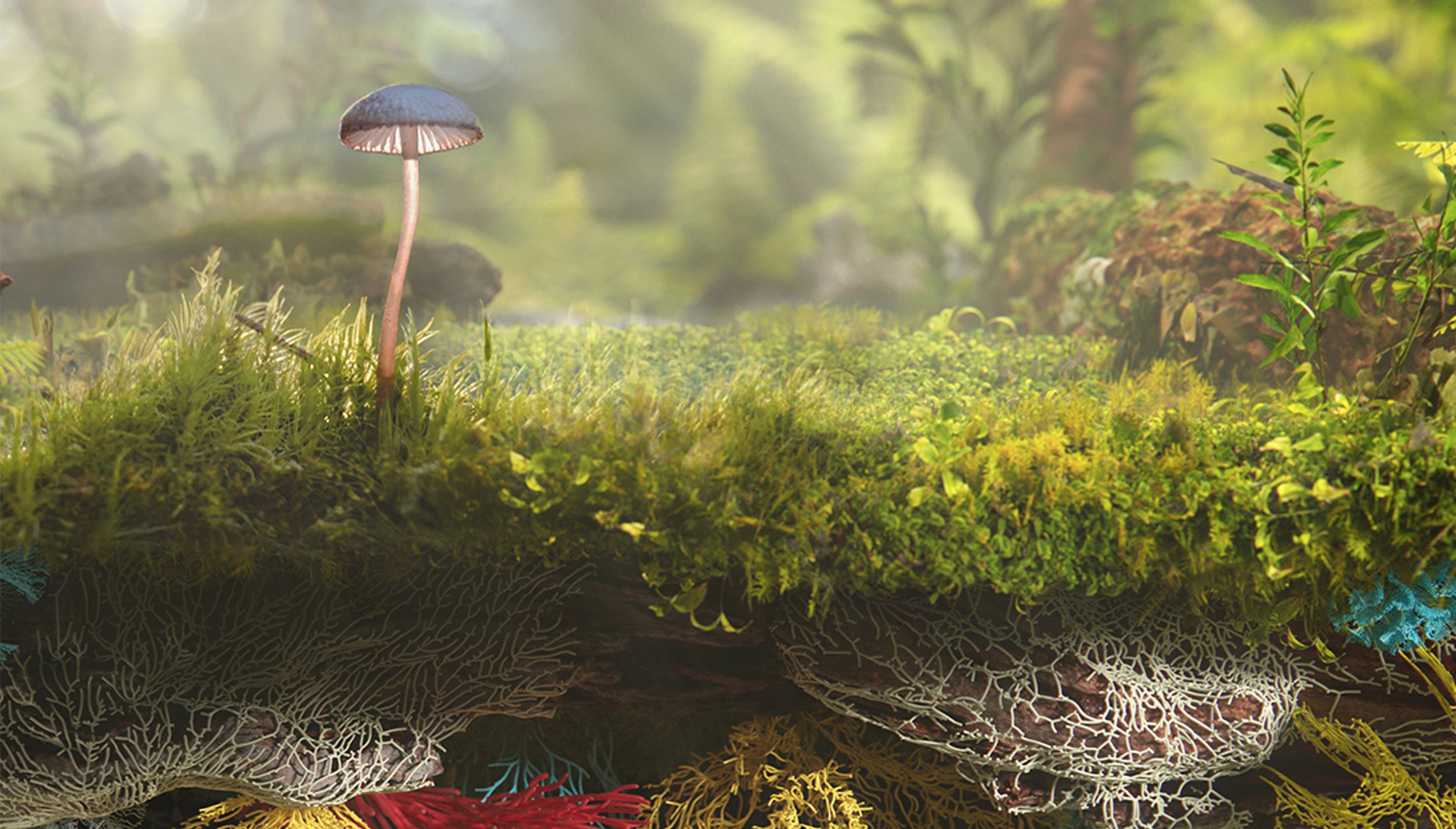 What is Mycelium: Benefits & Uses