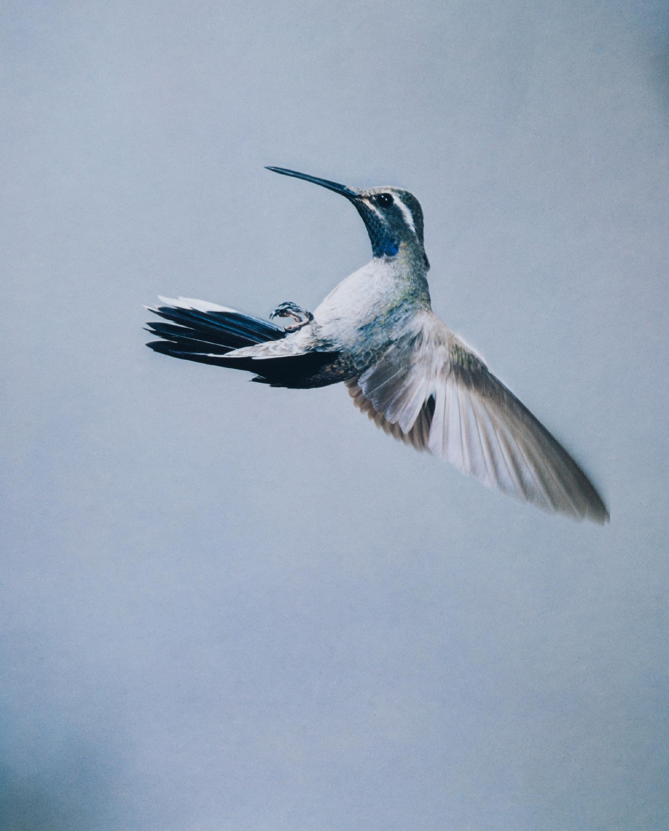 Experiments in Motion | Philadelphia Museum of Art