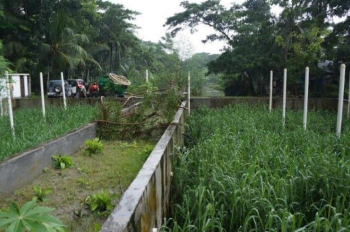 Planted Drying Bed Fact Sheet | WASH Resources