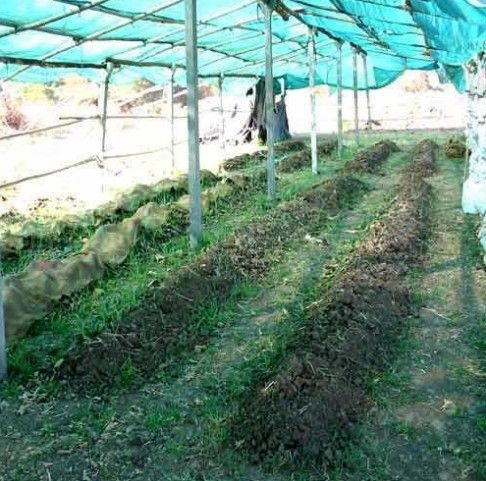 Vermicomposting Fact Sheet | WASH Resources