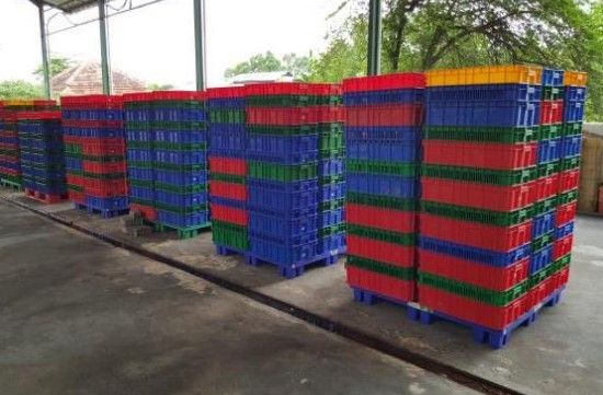 Black Soldier Fly Larvae Fact Sheet | WASH Resources