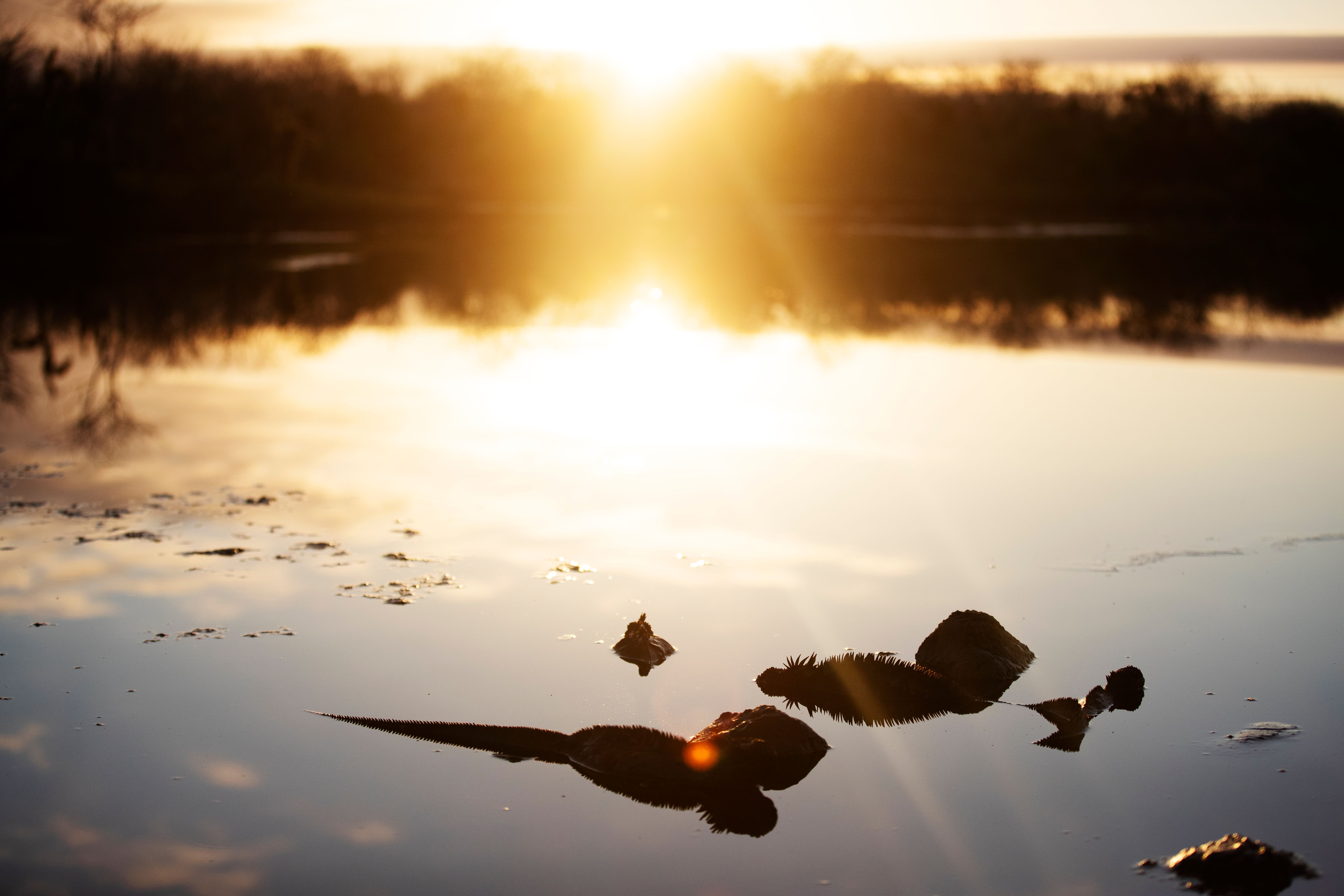 Behind the Lens: Close-up Moments with Marine Iguanas | Discover by ...