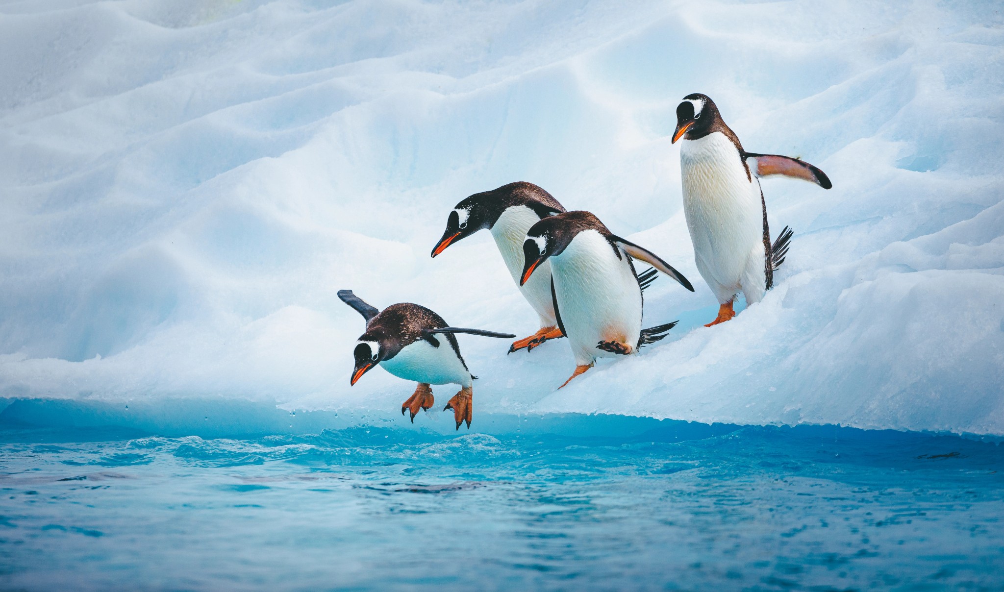 Penguins in Antarctica: Types, Facts and How to See Them - | Discover ...