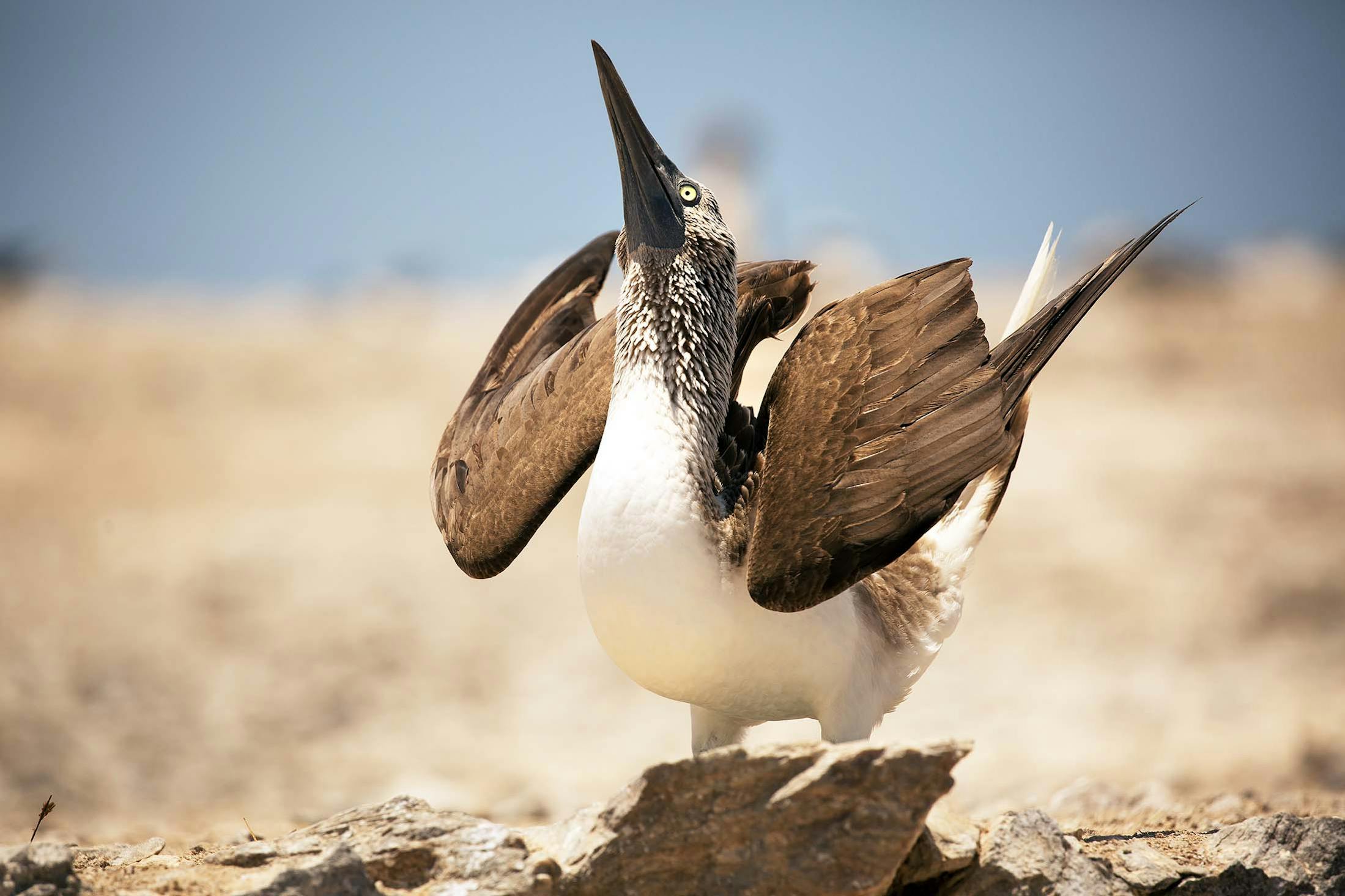 Is a Dancing Blue-Footed Booby Trying to Attract a Mate? | Discover by ...