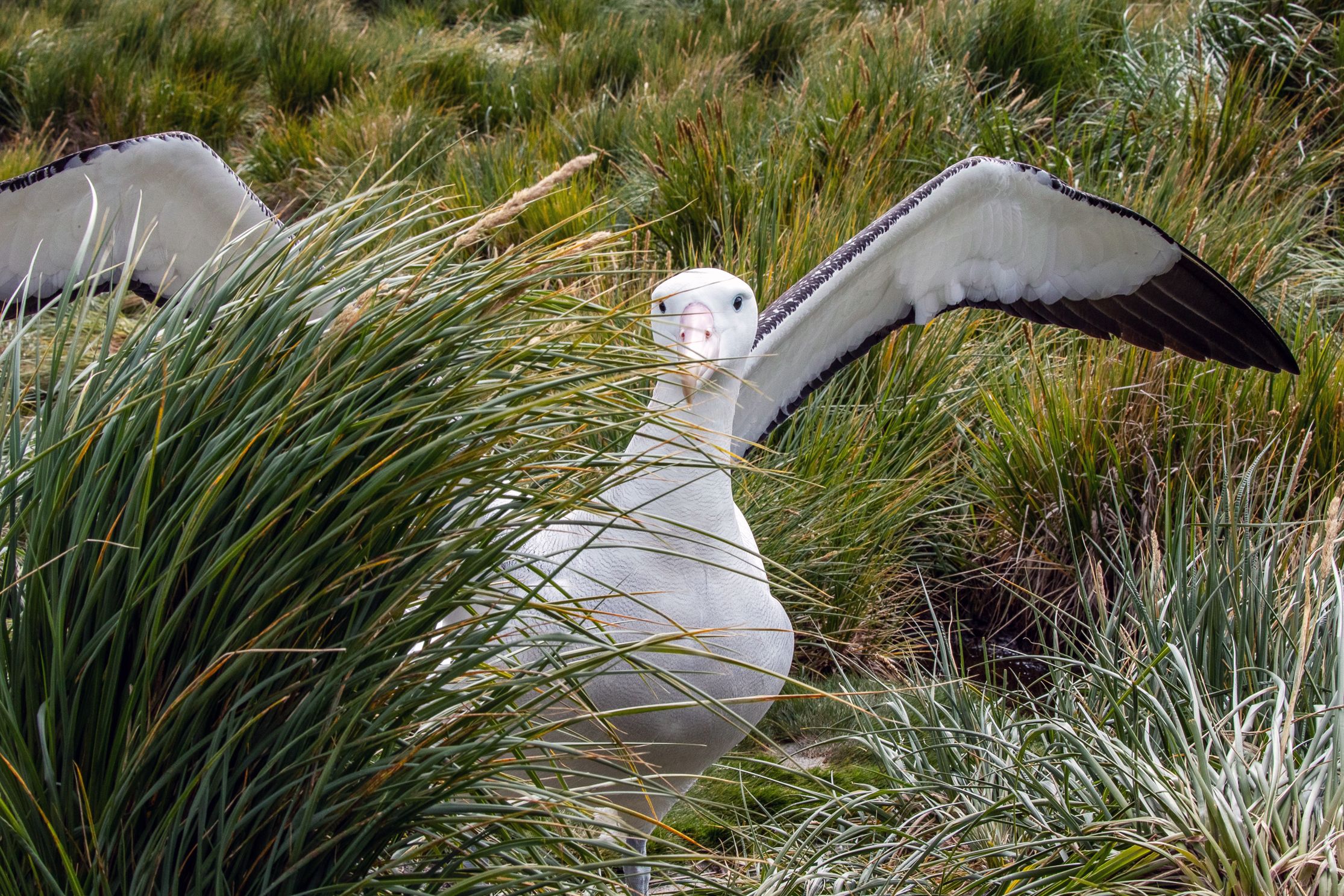Behind the Lens: In Antarctica, Eye-to-Eye with a Wandering Albatross ...