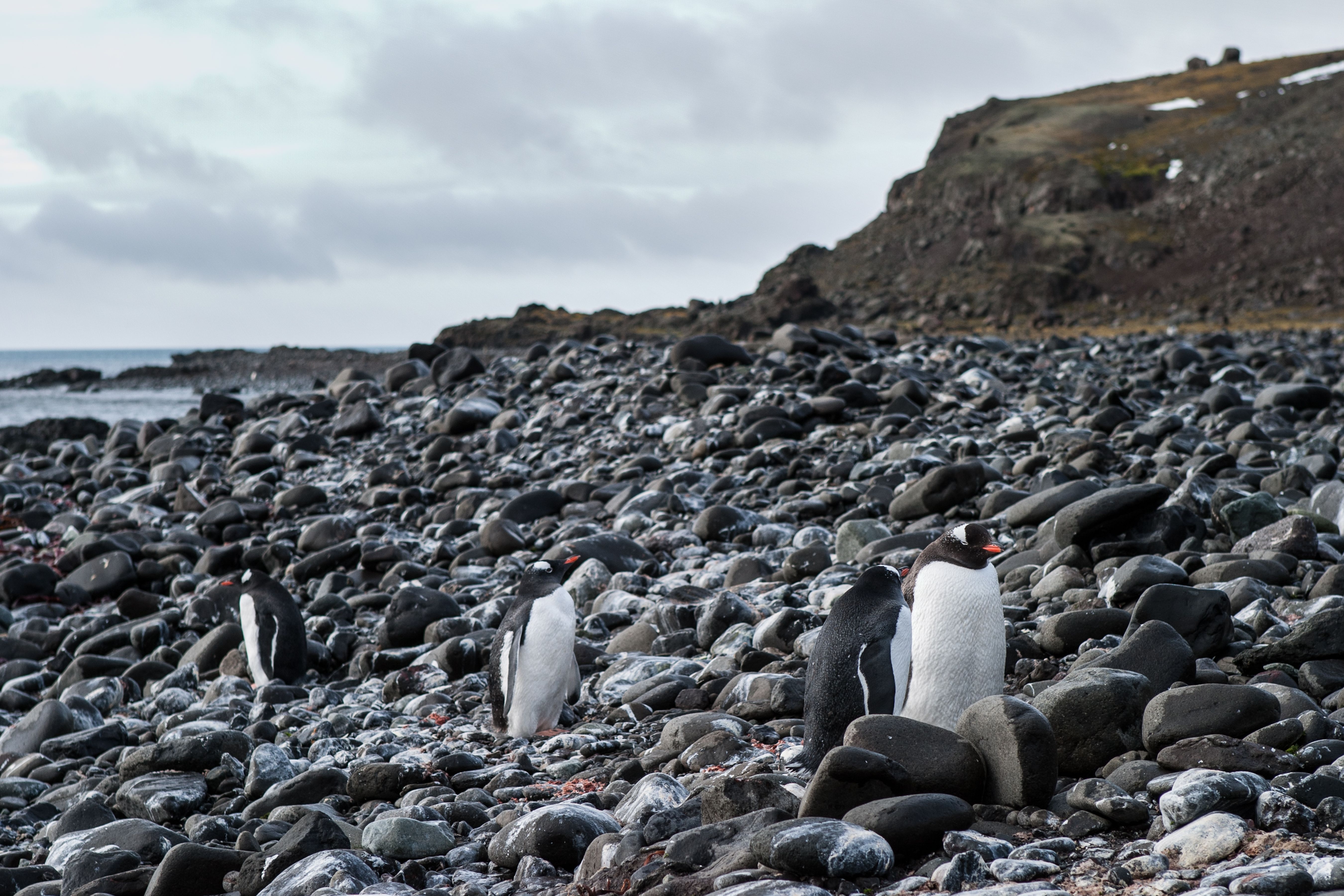 Croisière de King George Island vers King George Island - EV280109006 ...