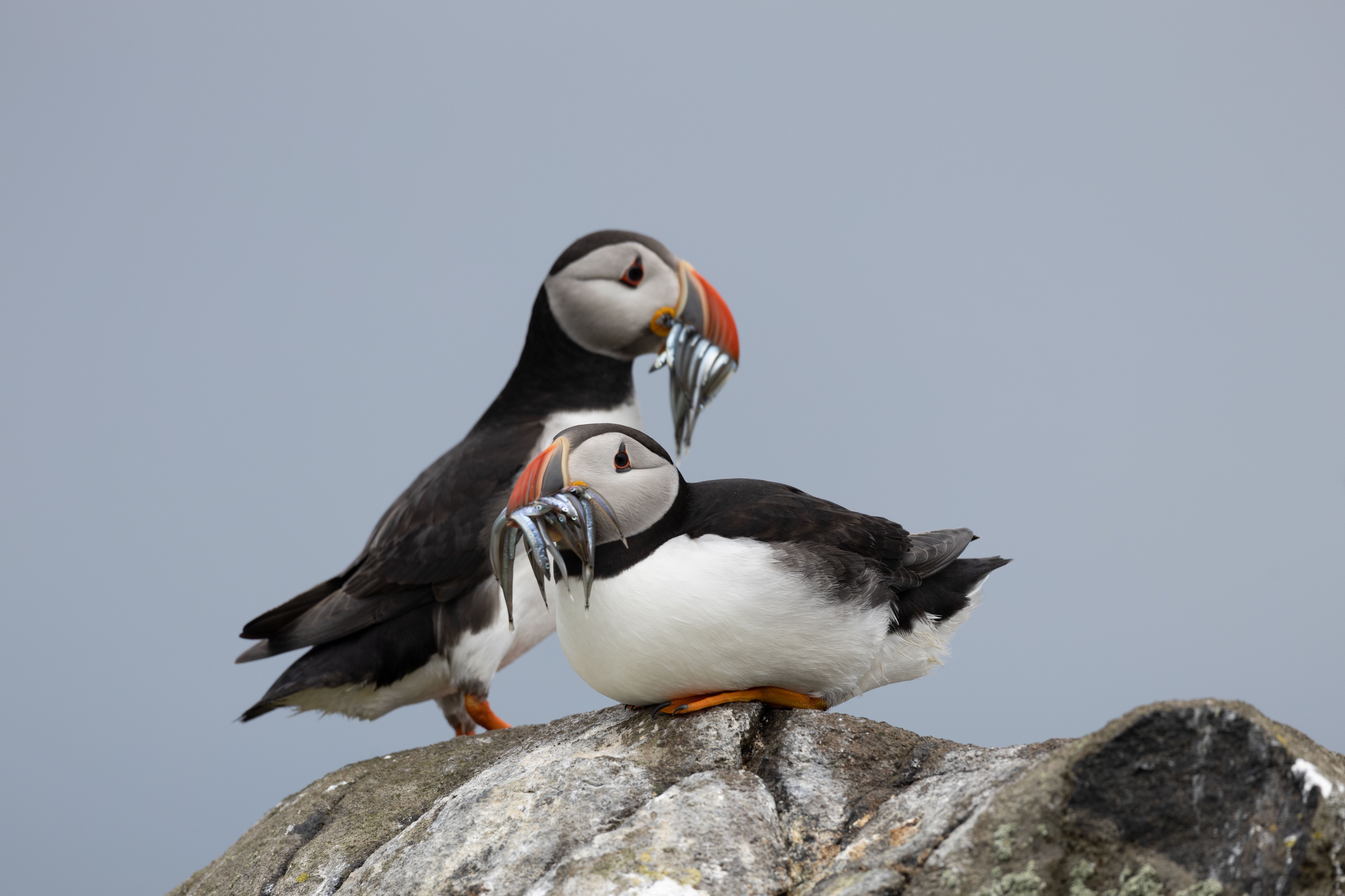 Cruise from Dublin to Rosyth (Edinburgh), Scotland - WI270531011 ...