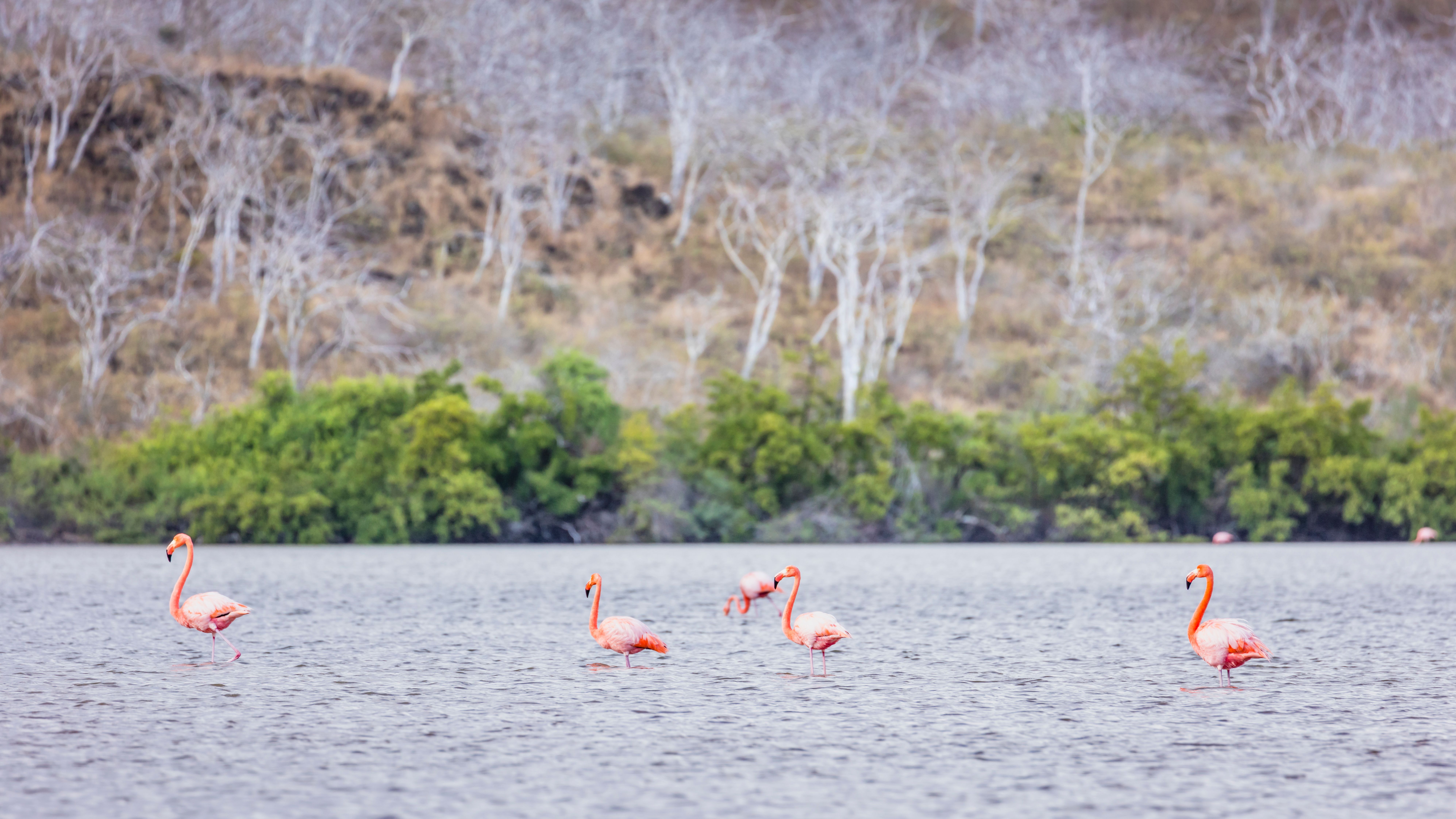 Cruise from San Cristóbal, Galapagos to San Cristóbal, Galapagos ...