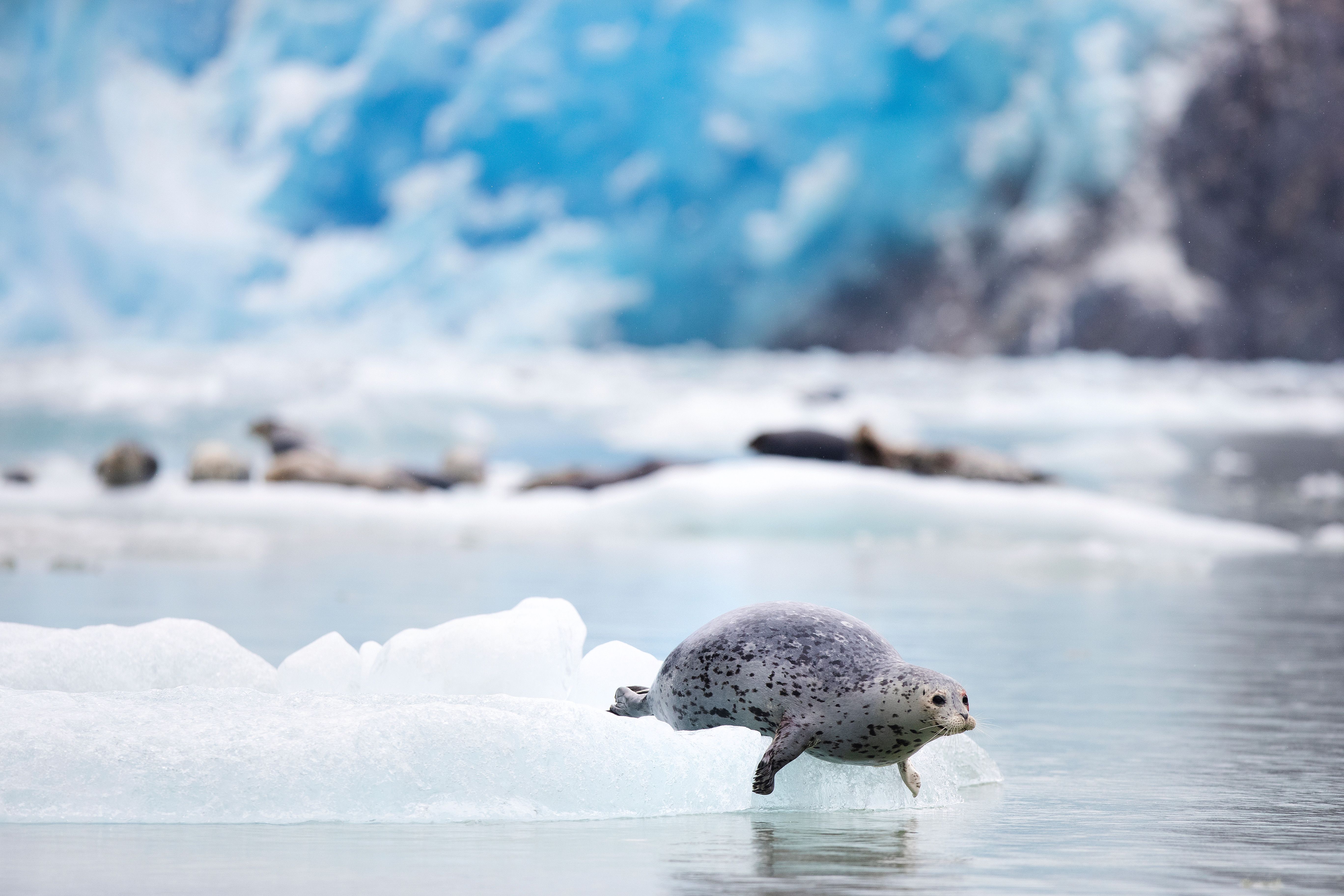 Luxury Cruises in Alaska | Silversea