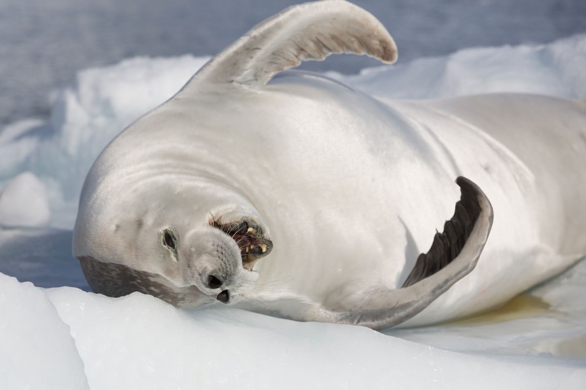 Antarctica Luxury Cruises | Silversea