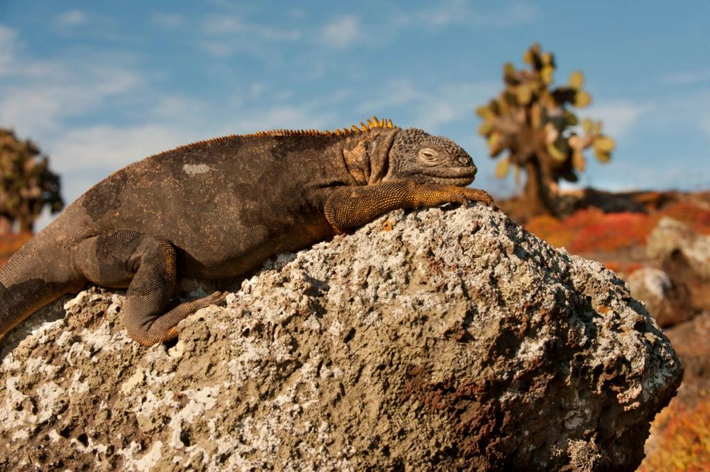 Galápagos Islands Luxury Cruises | Silversea