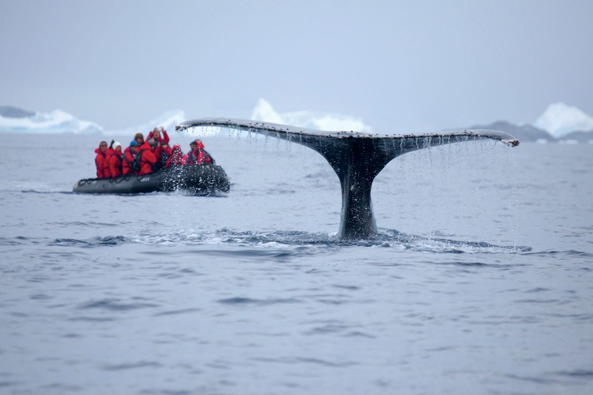 Antarctica Luxury Cruises | Silversea