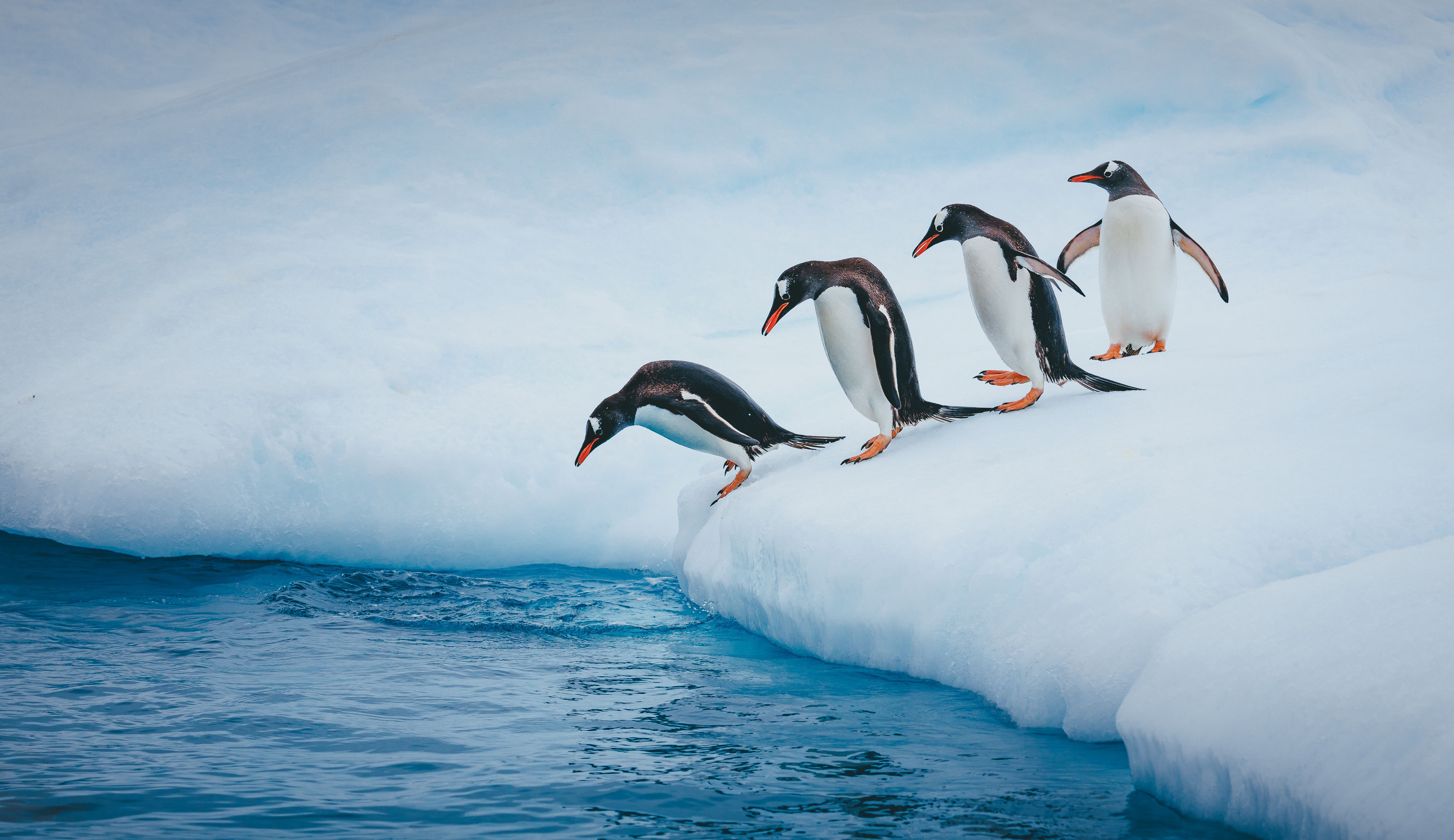 Kreuzfahrt von King George Island nach King George Island –EV280220006 ...