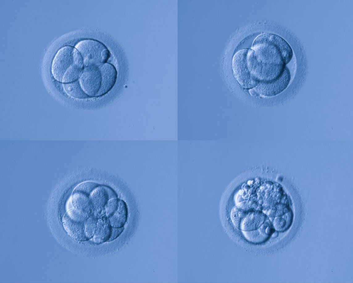 IVF Embryo Development: Your Day by Day Guide | Adora Fertility