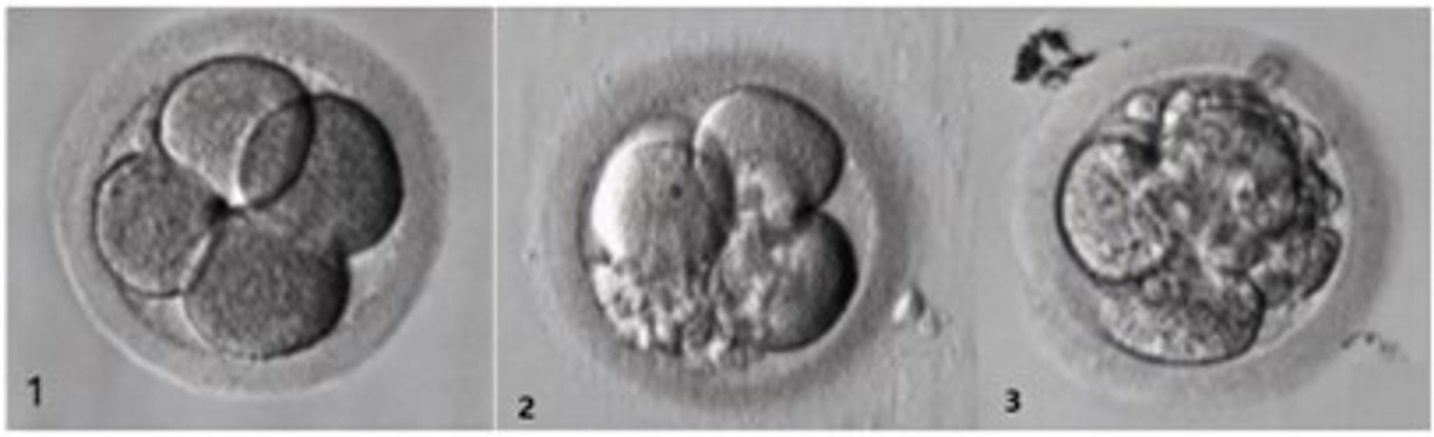 How embryos are graded | Adora Fertility
