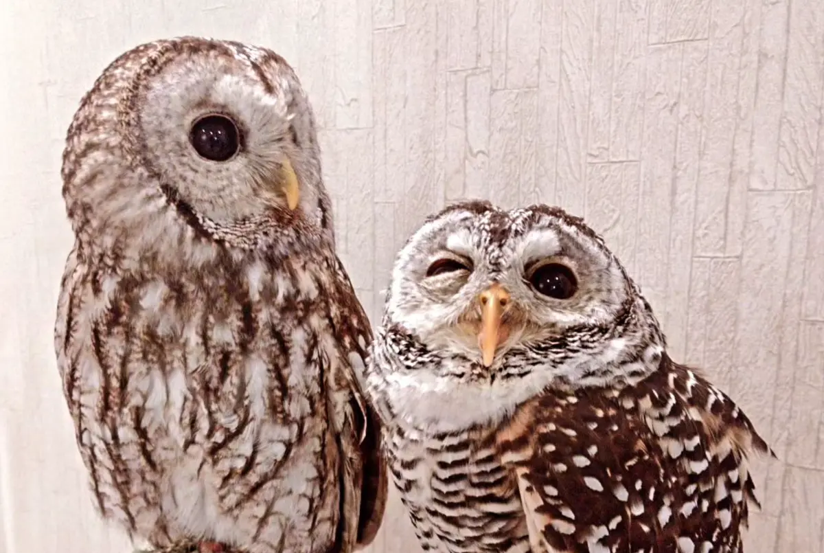 Be cured by birds of prey🦉4 owl cafes in Tokyo | Tokyo local Trip