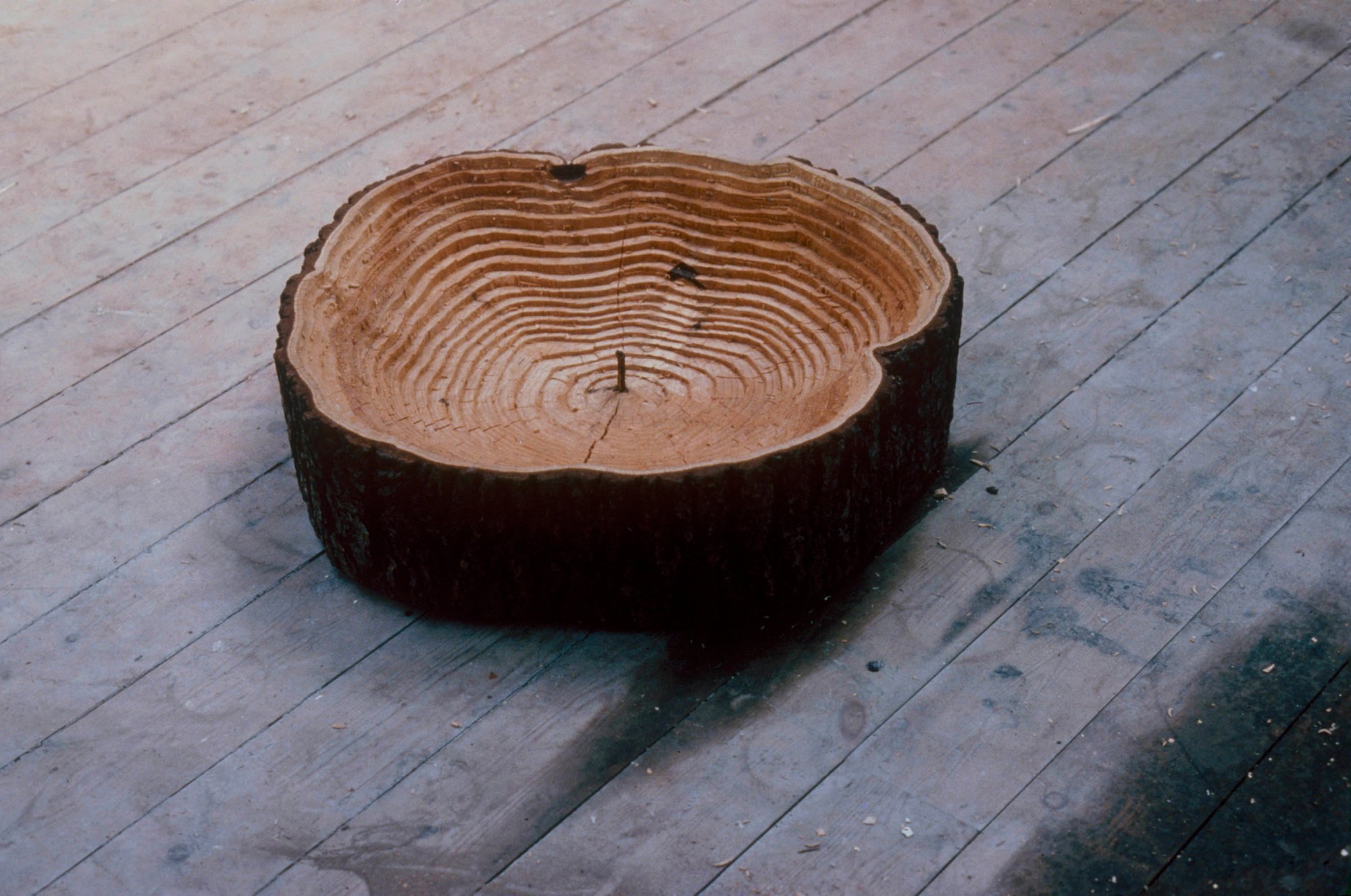 Last Tree – Early Tree Works – Sculpture Series – Antony Gormley