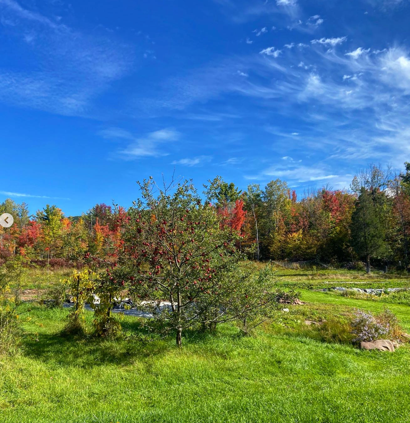 Mossy Stone Farms, Farm in New York City