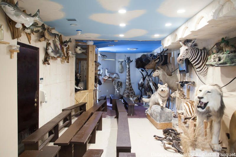 Torah Animal World, Taxidermy Museum in Brooklyn, New York City