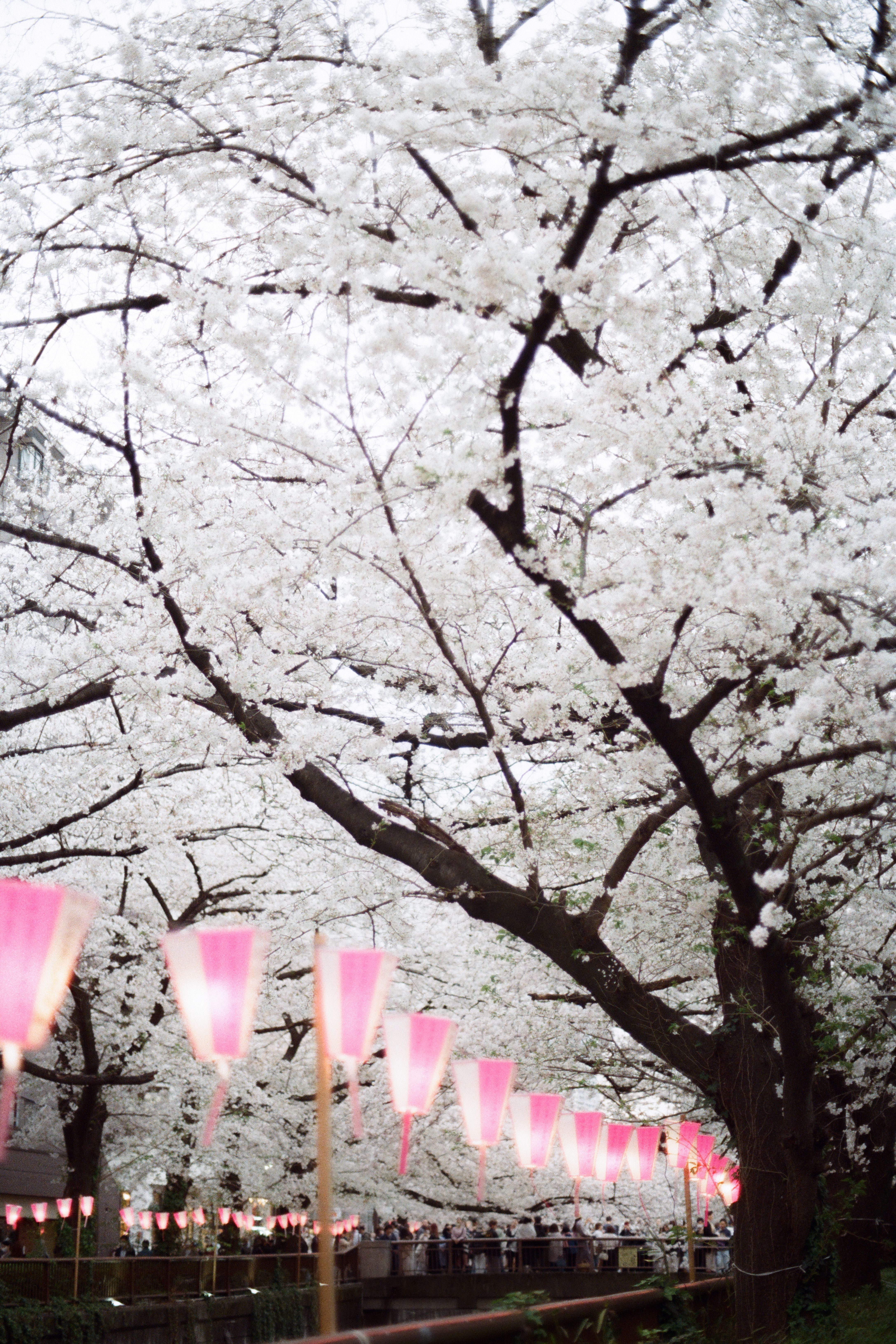 Meguro river in Nakameguro in Tokyo