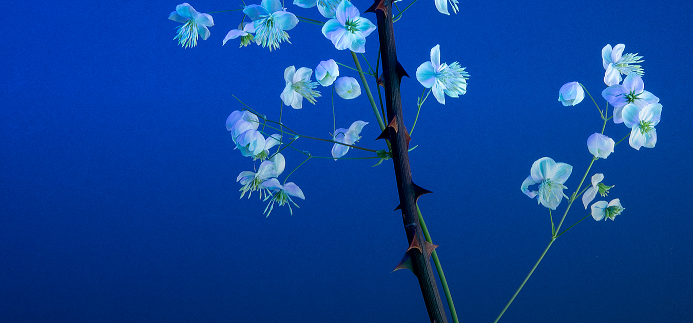 North: The AI Platform Where Work Flows | Cohere