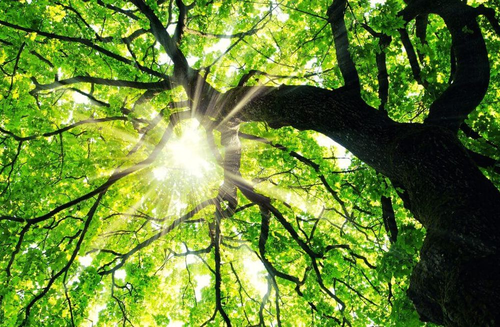 ESG Audit Checklist and Best Practices